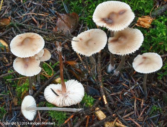 MycoDB : Photos de champignons - Mycena zephirus