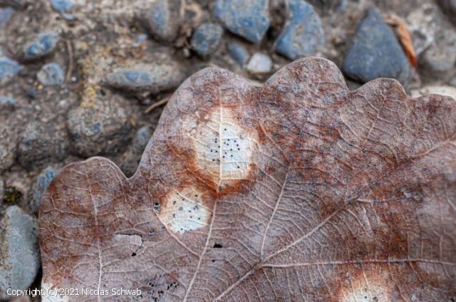 MycoDB : Photos de champignons - Mycosphaerella punctiformis