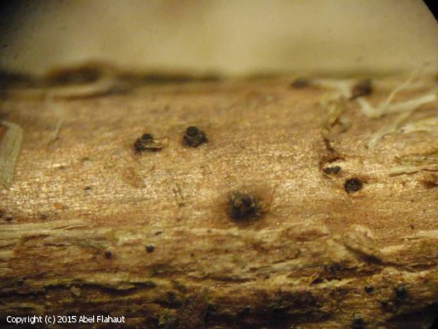 MycoDB : Photos de champignons - Ophiobolus lonicerae