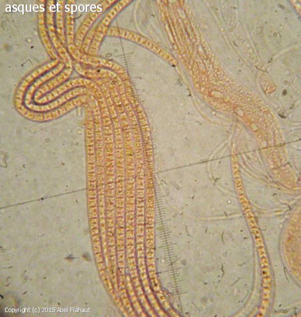 MycoDB : Photos de champignons - Ophiobolus lonicerae