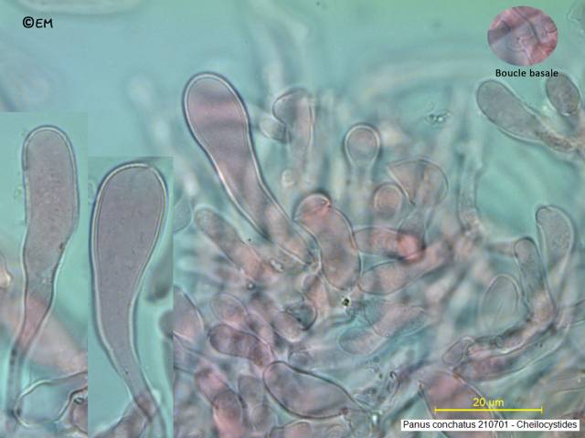 MycoDB : Photos de champignons - Panus conchatus