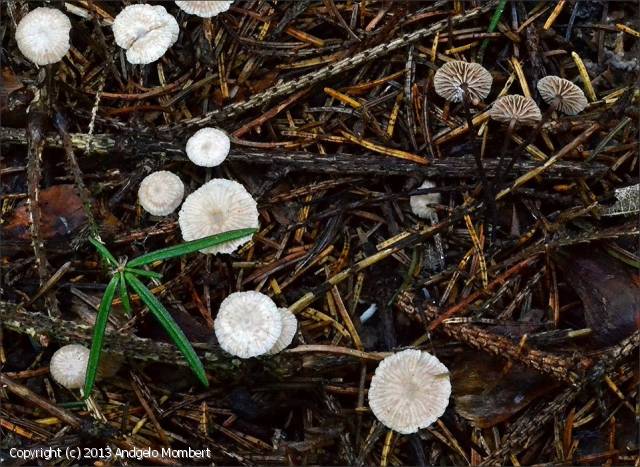 MycoDB : Photos de champignons - Paragymnopus perforans