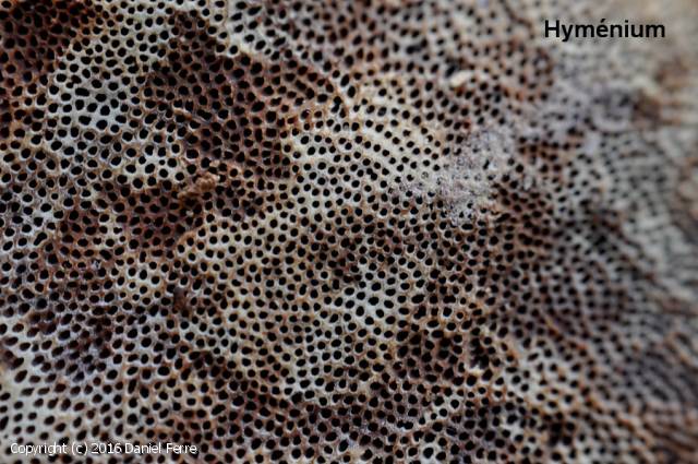 MycoDB : Photos de champignons - Perenniporia fraxinea