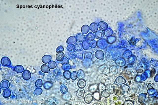 MycoDB : Photos de champignons - Perenniporia fraxinea
