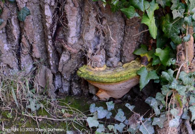 MycoDB : Photos de champignons - Perenniporia fraxinea