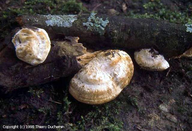 MycoDB : Photos de champignons - Perenniporia ochroleuca