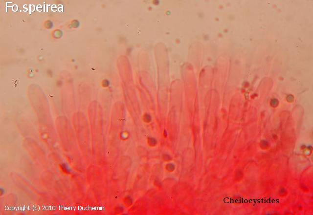 MycoDB : Photos de champignons - Phloeomana speirea