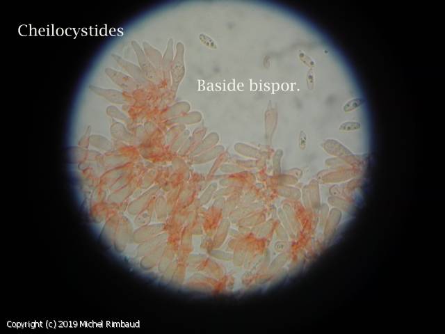 MycoDB : Photos de champignons - Phloeomana speirea