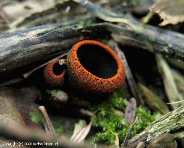MycoDB : Photos de champignons - Plectania melastoma