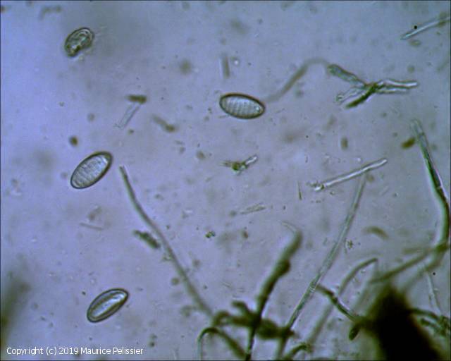 MycoDB : Photos de champignons - Plectania rhytidia