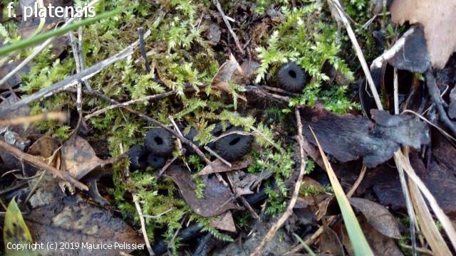 MycoDB : Photos de champignons - Plectania rhytidia