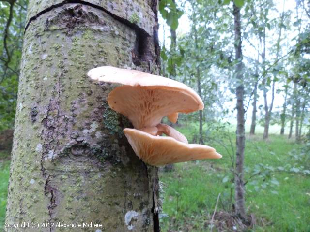 MycoDB : Photos de champignons - Pleurotus pulmonarius MycoDB : Photos de champignons - Pleurotus pulmonarius
