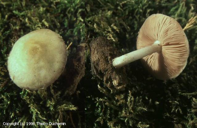 MycoDB : Photos de champignons - Pluteus albineus