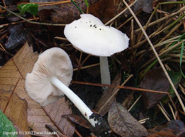MycoDB : Photos de champignons - Pluteus albineus