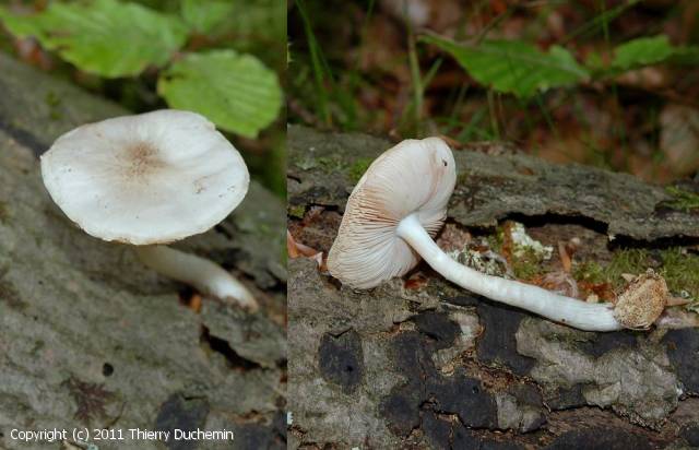MycoDB : Photos de champignons - Pluteus albineus
