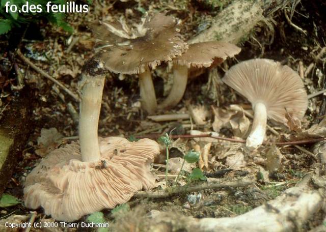 MycoDB : Photos de champignons - Pluteus primus