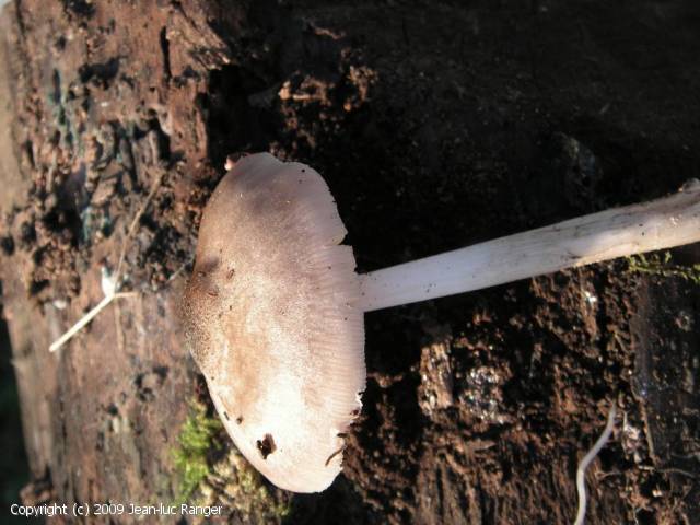 MycoDB : Photos de champignons - Pluteus primus