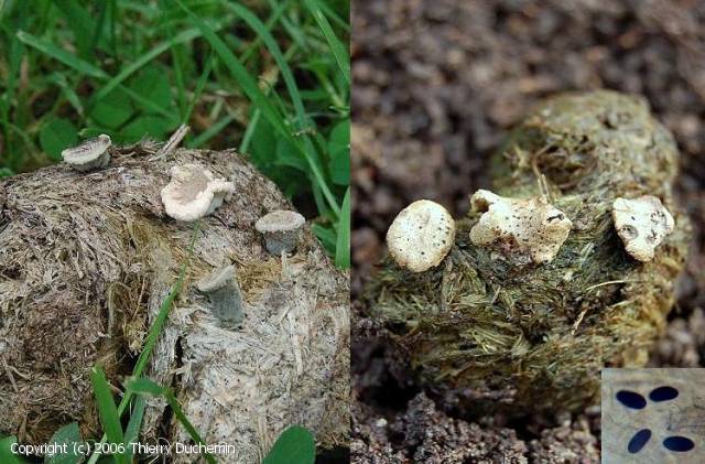 MycoDB : Photos de champignons - Poronia punctata