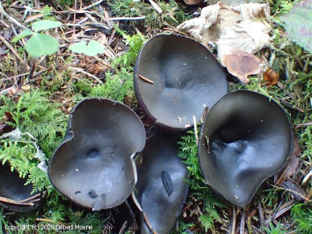 MycoDB : Photos de champignons - Pseudoplectania melaena