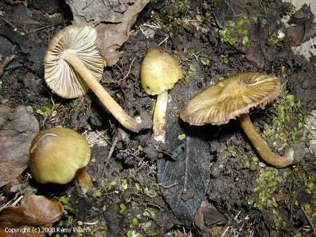 MycoDB : Photos de champignons - Pseudosperma xanthocephalum
