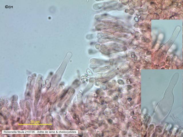 MycoDB : Photos de champignons - Rickenella fibula