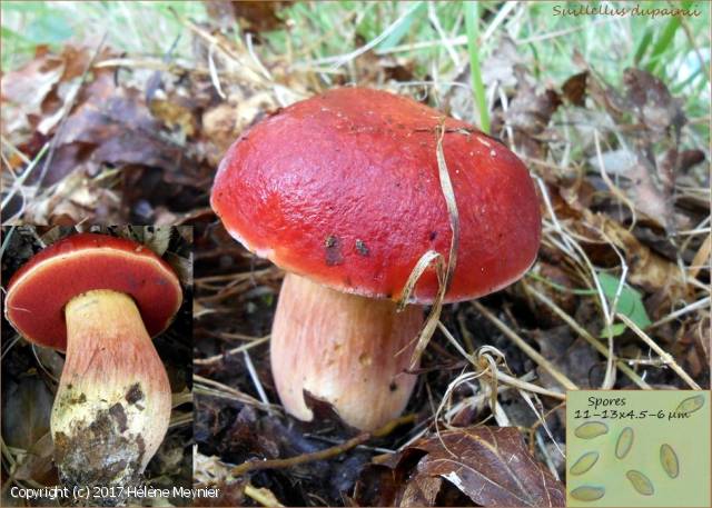 MycoDB : Photos de champignons - Rubroboletus dupainii