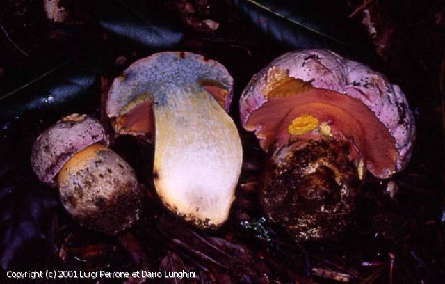MycoDB : Photos de champignons - Rubroboletus pulchrotinctus