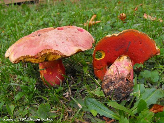 MycoDB : Photos de champignons - Rubroboletus rubrosanguineus