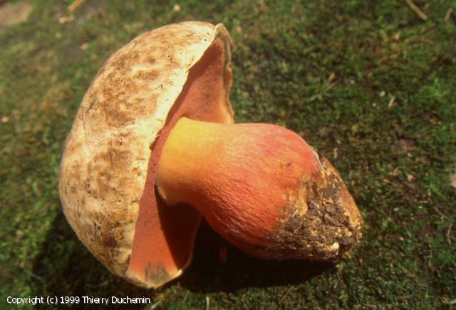 MycoDB : Photos de champignons - Rubroboletus satanas