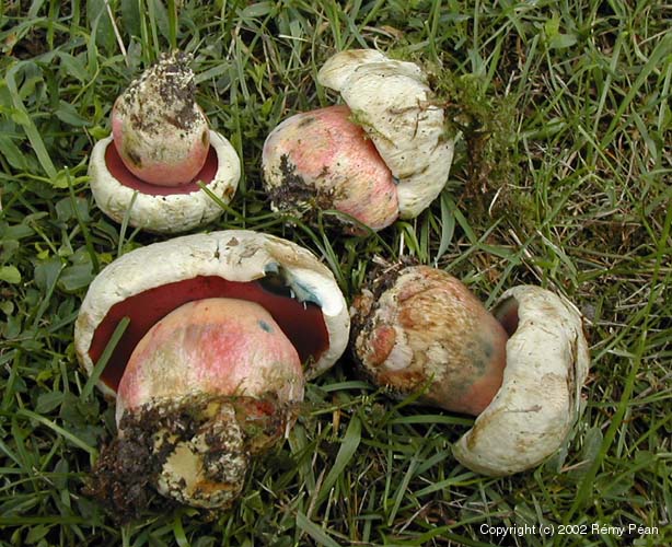 MycoDB : Photos de champignons - Rubroboletus satanas