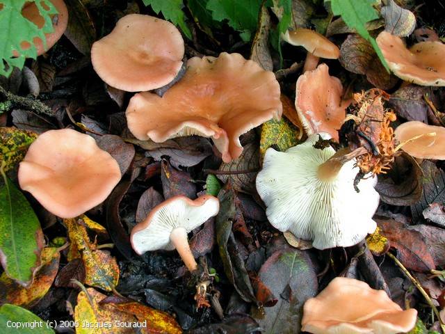 MycoDB : Photos de champignons - Rugosomyces carneus
