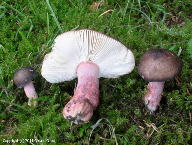 MycoDB : Photos de champignons - Russula fuscorubroides