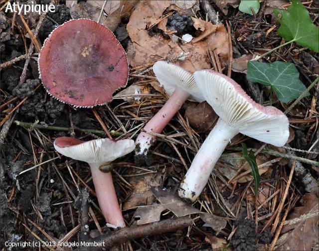 MycoDB : Photos de champignons - Russula queletii