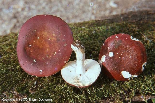 MycoDB : Photos de champignons - Russula subrubens