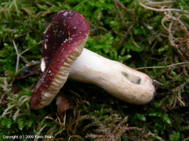 MycoDB : Photos de champignons - Russula subrubens