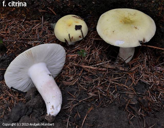 MycoDB : Photos de champignons - Russula violeipes