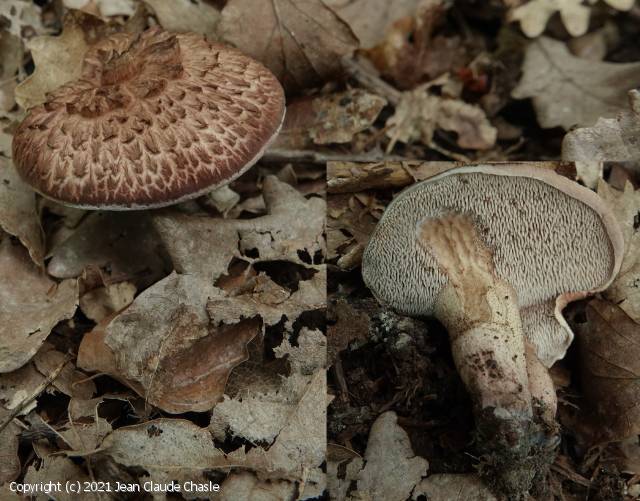 MycoDB : Photos de champignons - Sarcodon scabrosus