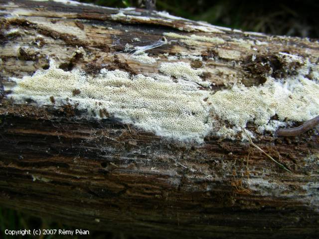 MycoDB : Photos de champignons - Schizopora paradoxa