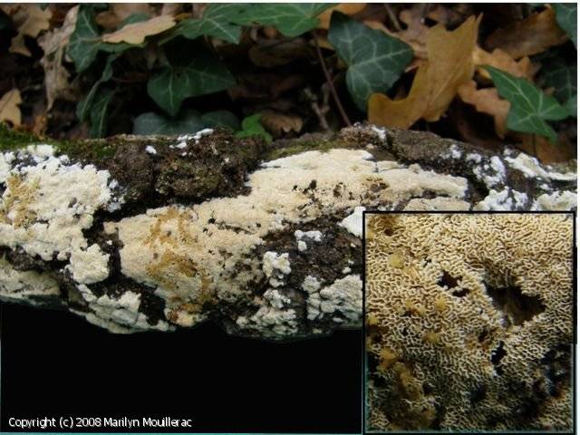 MycoDB : Photos de champignons - Schizopora paradoxa
