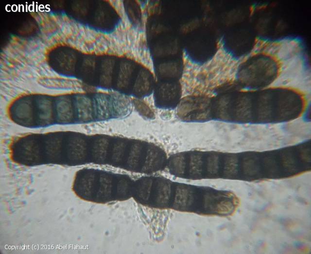 MycoDB : Photos de champignons - Taeniolella alta