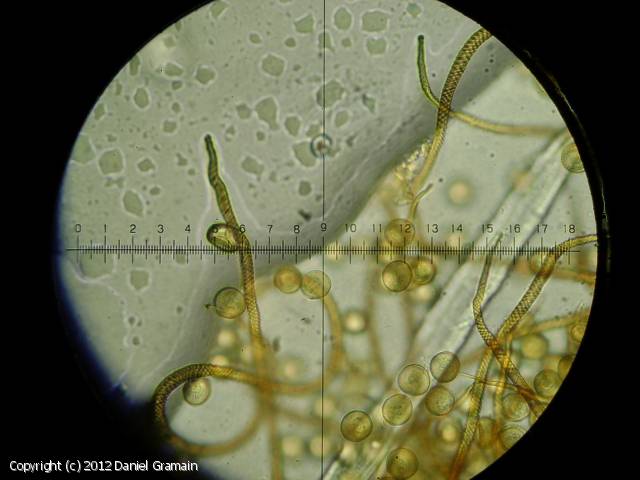 MycoDB : Photos de champignons - Trichia botrytis