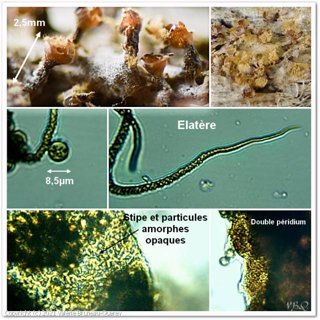MycoDB : Photos de champignons - Trichia botrytis