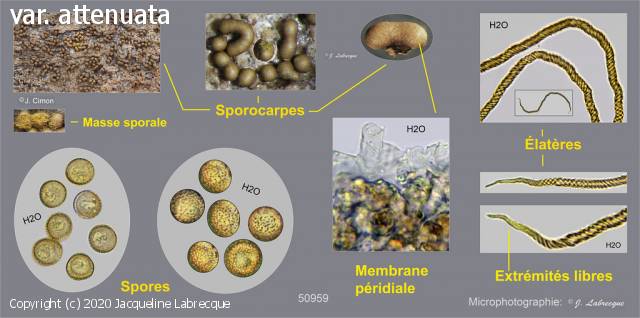 MycoDB : Photos de champignons - Trichia contorta