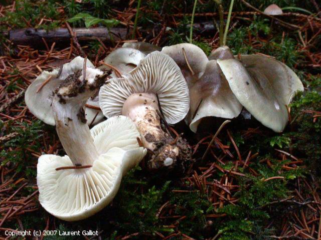 MycoDB : Photos de champignons - Tricholoma saponaceum MycoDB : Photos de champignons - Tricholoma saponaceum
