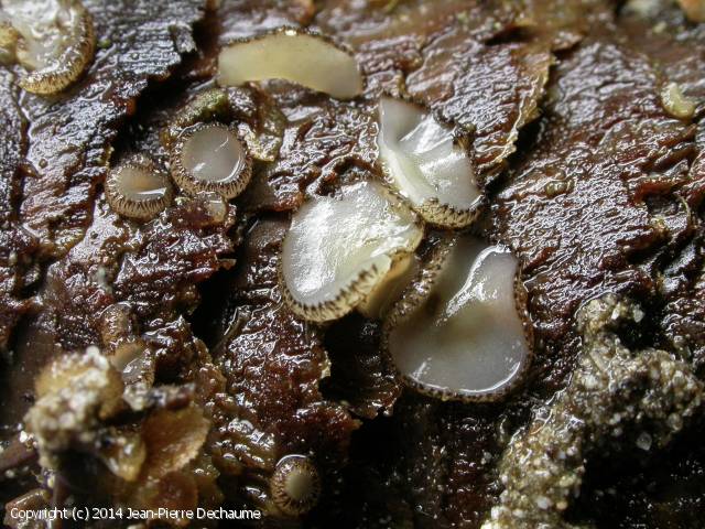 MycoDB : Photos de champignons - Trichophaea pseudogregaria