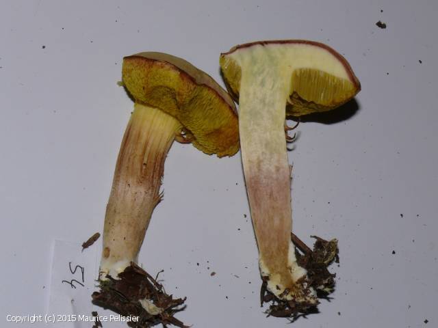 MycoDB : Photos de champignons - Xerocomus subtomentosus